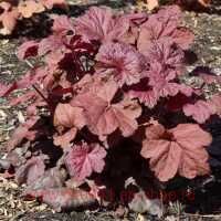 Гейхера в наличии купить с доставкой по всей России