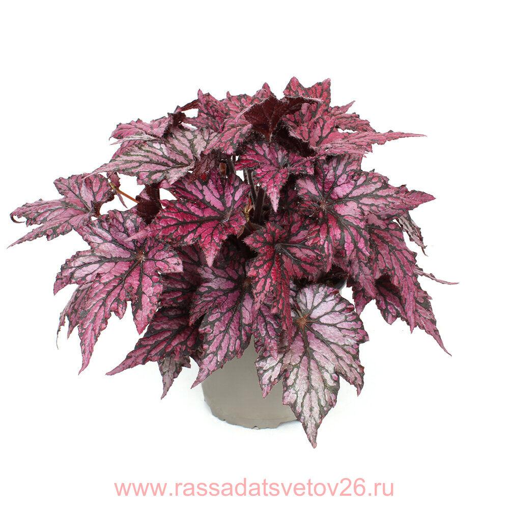 Купить Бегония декоративно-лиственная BEWITCHED PINK 24 с доставкой по ...