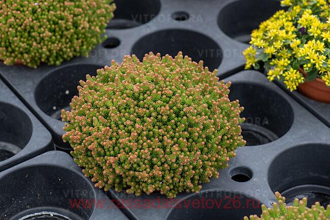 Купить Седум Sedum Sexangulare 53 с доставкой по всей России